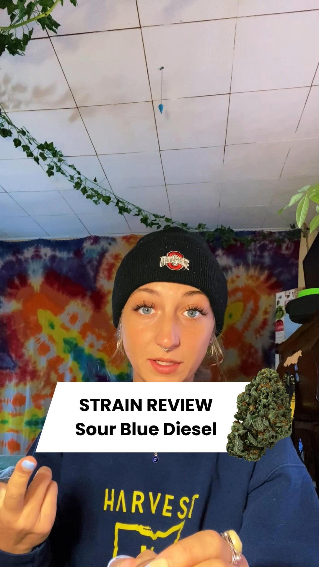 Sour Blue Diesel Strain Review by Eve K. | Real Reviews of Popular ... Sour Blue Diesel Strain Review by Eve K. | Real Reviews of Popular ...