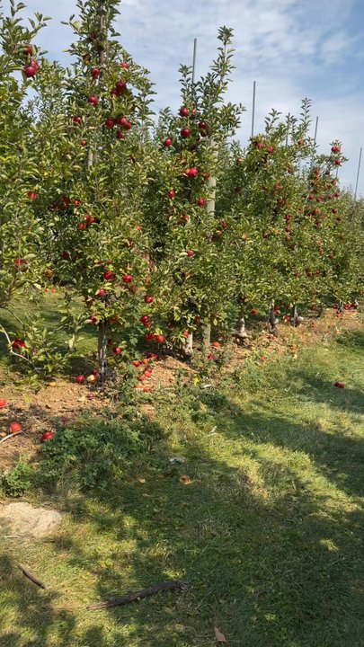 ALSTEDE FARMS - Updated September 2025 - 1102 Photos & 561 Reviews - 1 ...