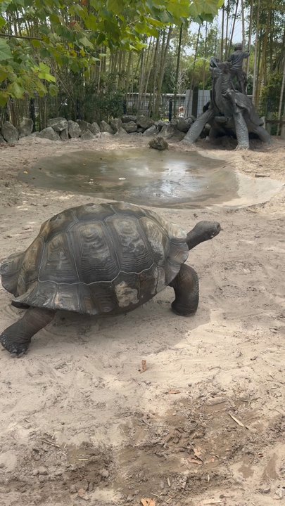 ALLIGATOR ADVENTURE - Updated May 2026 - 725 Photos & 229 Reviews ...