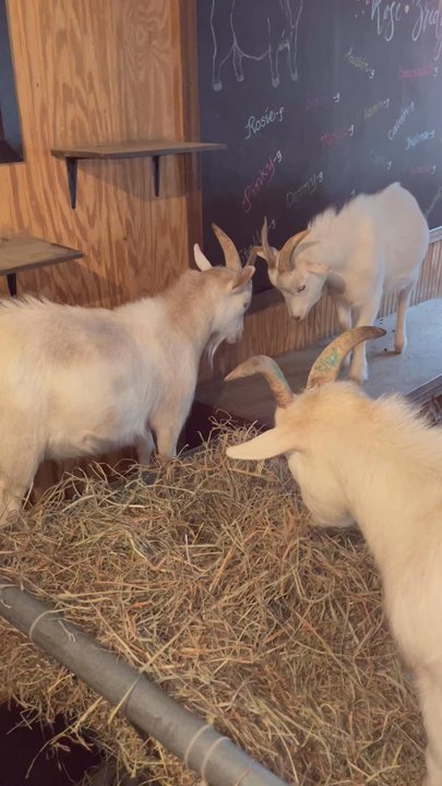 ROSE BRIDGE FARM & SANCTUARY - Updated September 2025 - 240 Photos & 86 ...