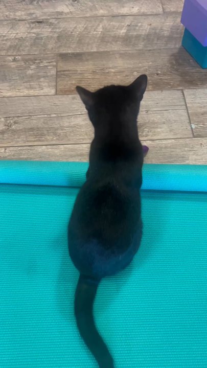 PHX CAT CAFE - Updated February 2025 - 504 Photos & 148 Reviews - 147 E ...