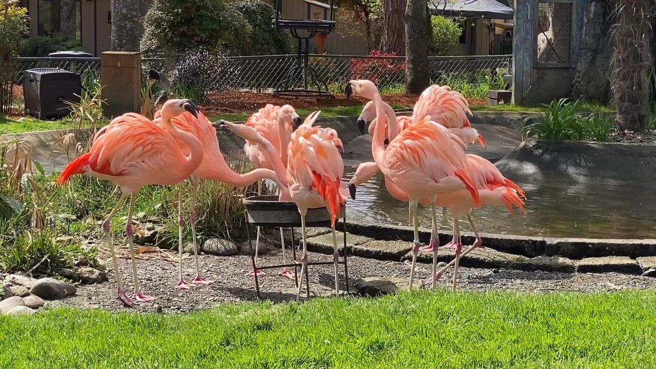 WILDLIFE SAFARI - Updated April 2026 - 1567 Photos & 462 Reviews - 1790 ...