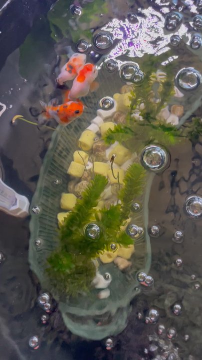 FULL HOUSE GOLDFISH - Updated May 2026 - 167 Photos & 15 Reviews - 1126 ...