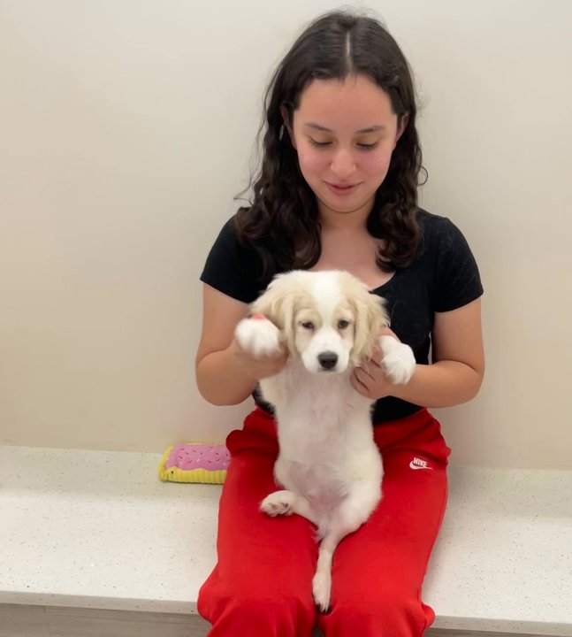 XO PUPS PUREBRED & DESIGNER - Updated September 2025 - 118 Photos & 31 ...