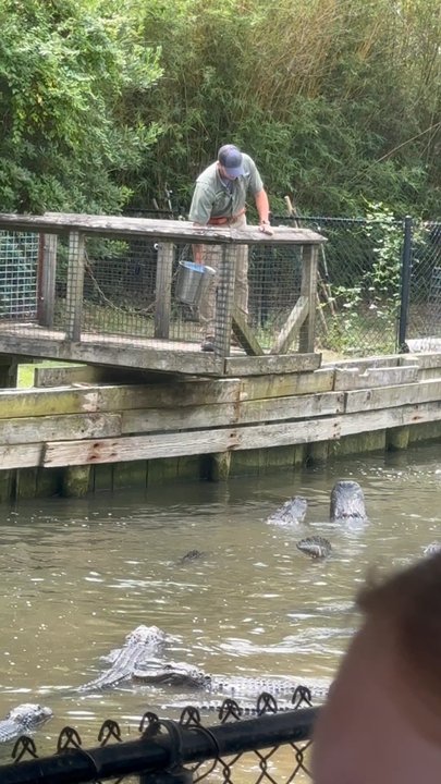 ALLIGATOR ADVENTURE - Updated January 2026 - 705 Photos & 228 Reviews ...