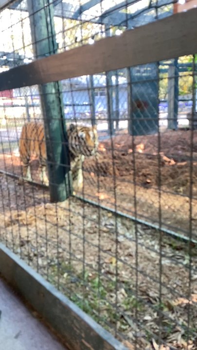 BEE CITY ZOO - Updated July 2025 - 396 Photos & 117 Reviews - 1066 ...