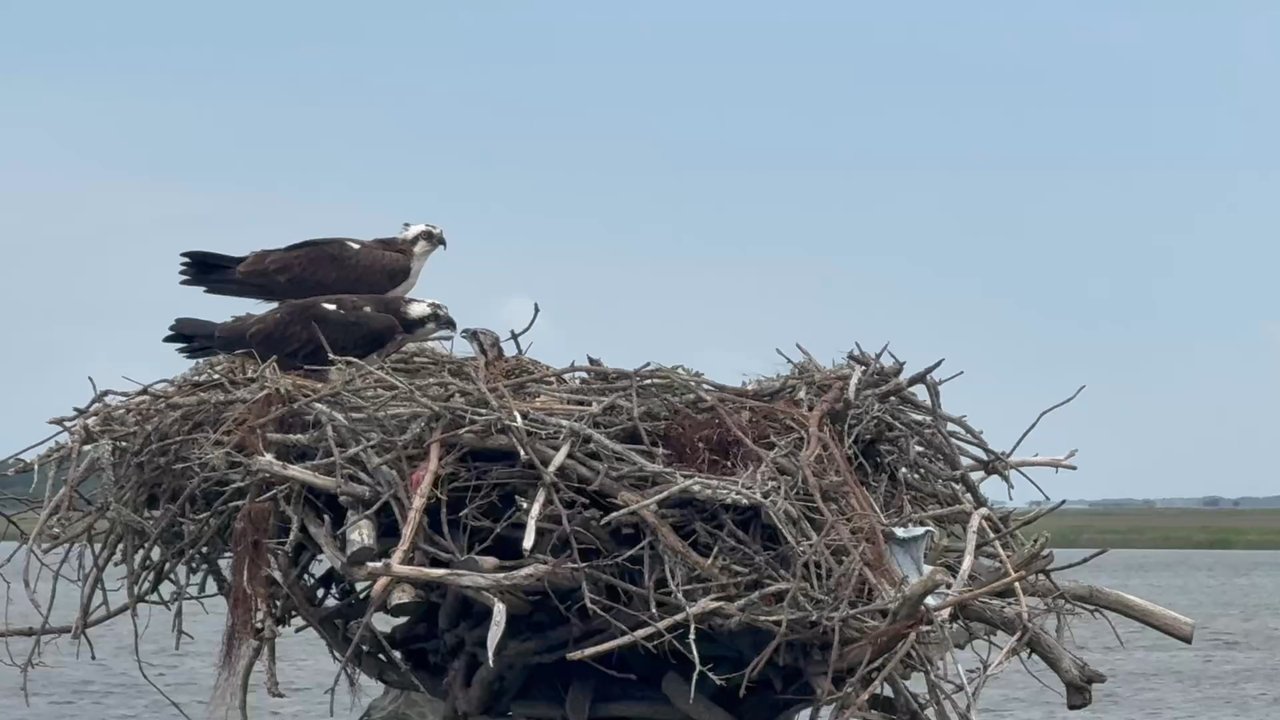 BASNIGHT’S LONE CEDAR CAFE - Updated December 2025 - 367 Photos & 515 ...