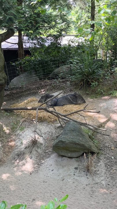 QUEENS ZOO - Updated September 2025 - 1111 Photos & 219 Reviews - 5351 ...