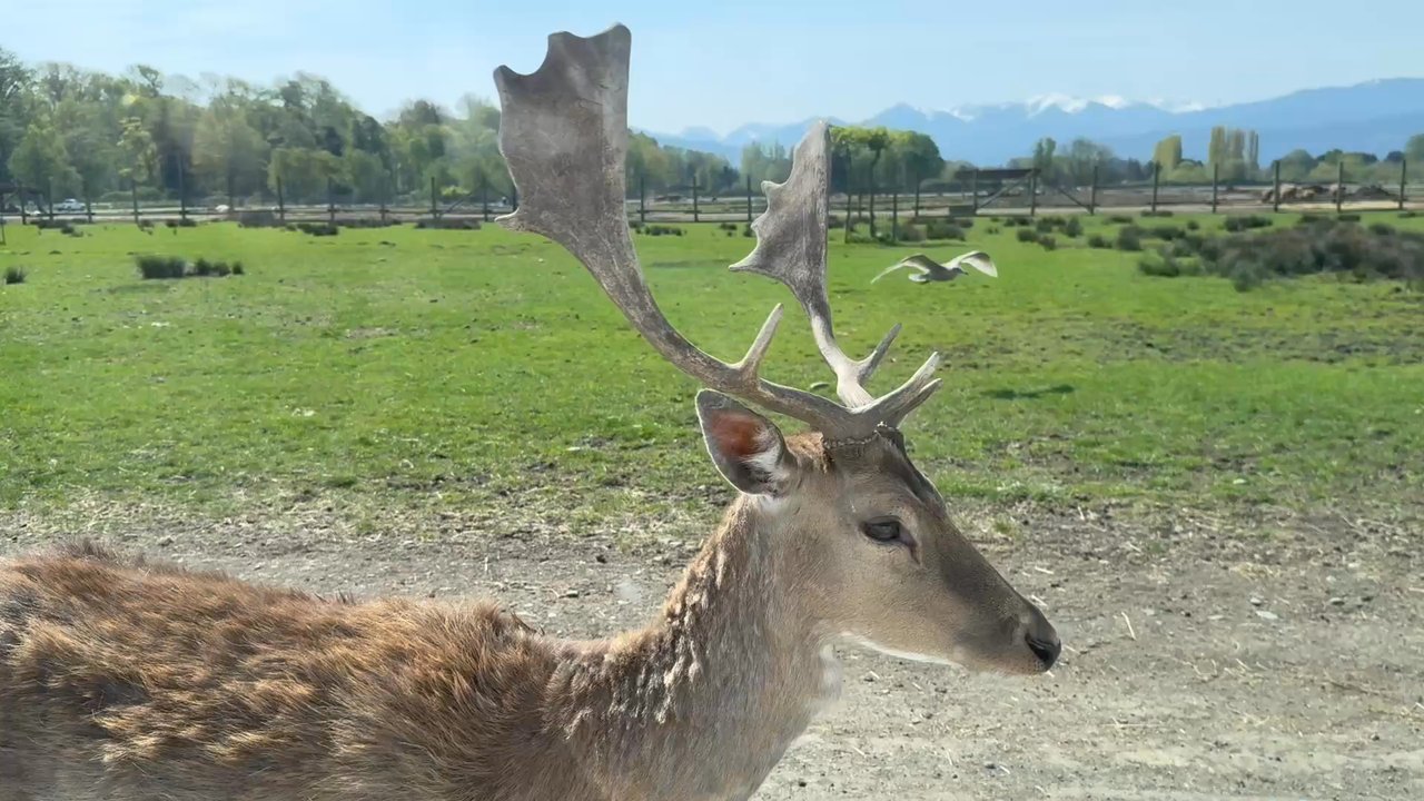 OLYMPIC GAME FARM - Updated August 2025 - 874 Photos & 385 Reviews ...