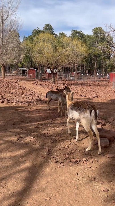 GRAND CANYON DEER FARM - Updated May 2026 - 873 Photos & 329 Reviews ...