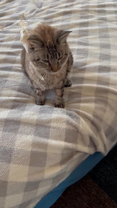 RYAN VETERINARY HOSPITAL - Updated September 2025 - 15 Photos & 195 ...