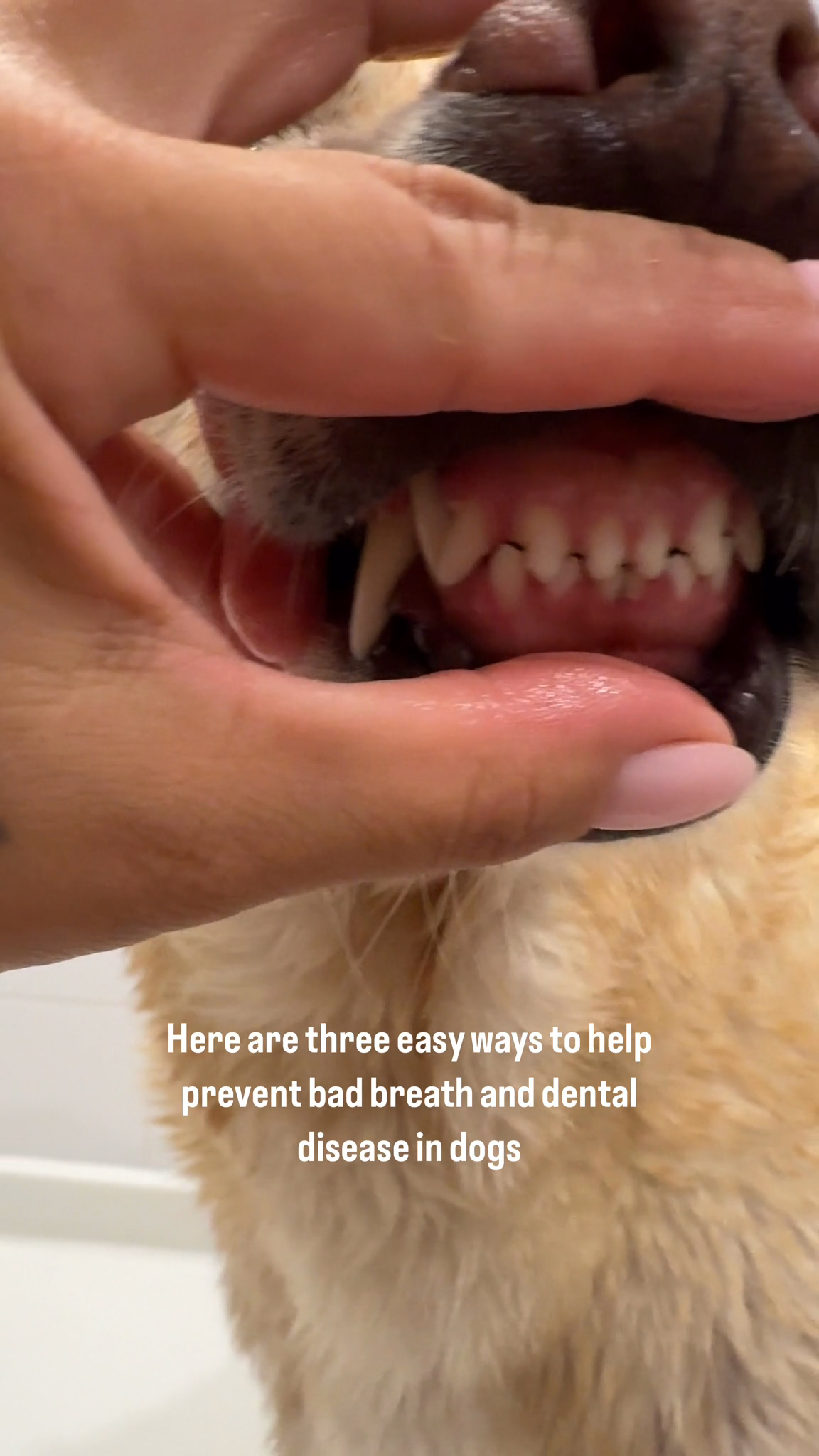 Vetted by your vet’s vet