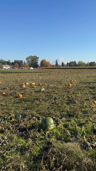 PICHA FARMS - Updated October 2025 - 68 Photos & 38 Reviews - 6502 52nd ...