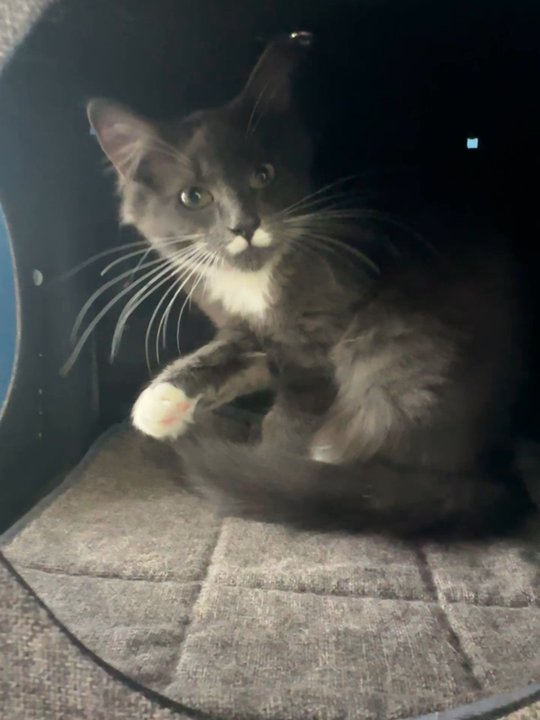 EUGENE SPRINGFIELD CAT LOUNGE - Updated March 2026 - 25 Photos & 15 ...