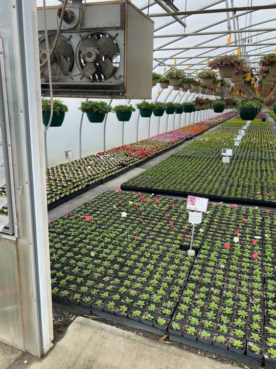 Baetens Nursery Greenhouse