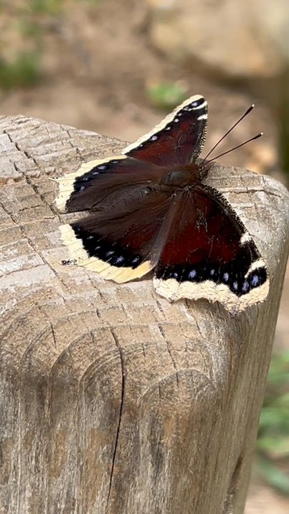 UCLA MATHIAS BOTANICAL GARDEN - Updated January 2026 - 462 Photos & 117 ...