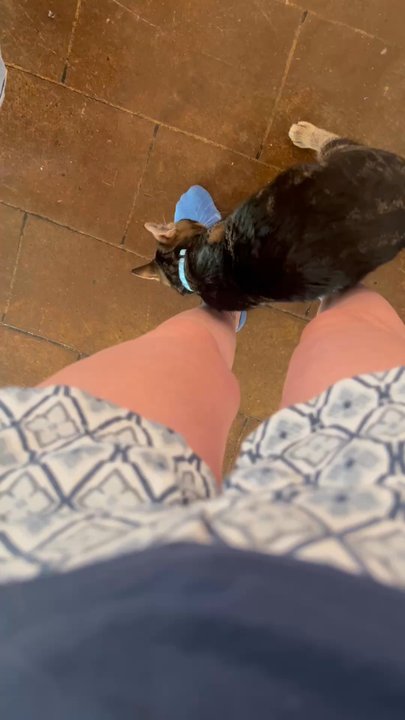 DON’T STRESS MEOWT - CAT CAFE - Updated April 2026 - 319 Photos & 39 ...