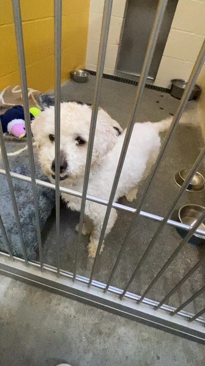 OREGON HUMANE SOCIETY SALEM - Updated June 2026 - 11 Photos & 35 ...