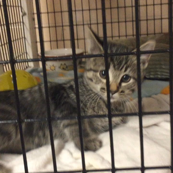 PROVIDENCE ANIMAL RESCUE LEAGUE - Updated September 2025 - 27 Photos ...