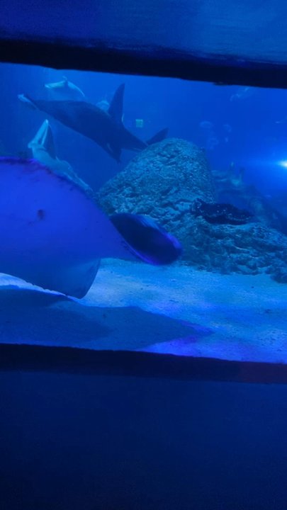 SEA LIFE GRAPEVINE AQUARIUM - Updated March 2025 - 455 Photos & 261 ...