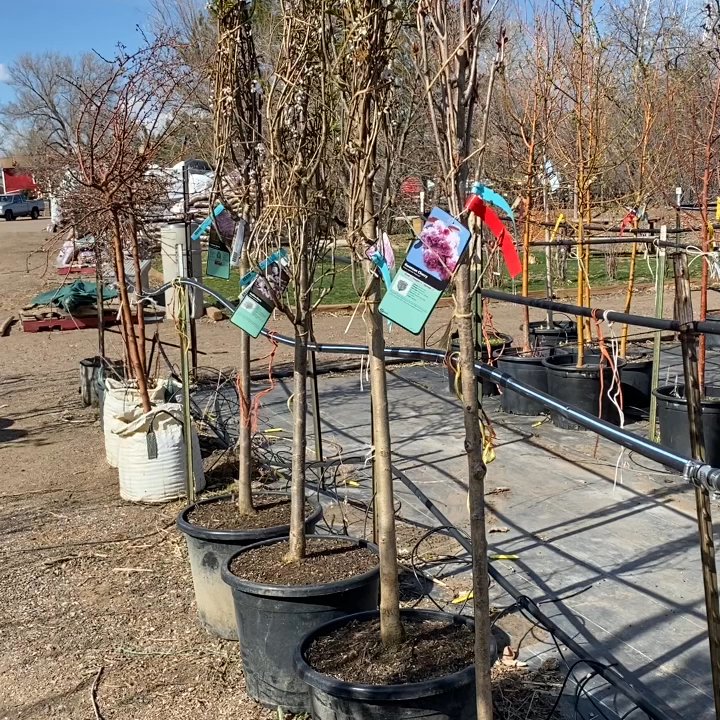 JARED’S NURSERY - Updated December 2025 - 43 Photos & 54 Reviews ...