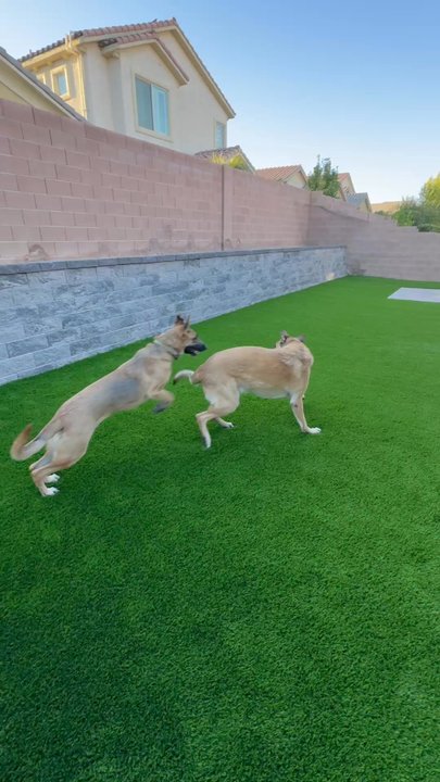 BIG BULLY TURF - Updated December 2025 - 537 Photos & 169 Reviews - 921 ...