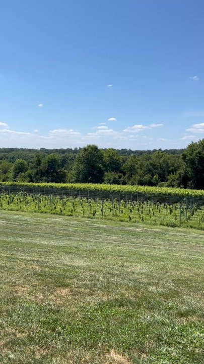 WINDRIDGE VINEYARDS - Updated May 2026 - 528 Photos & 230 Reviews ...