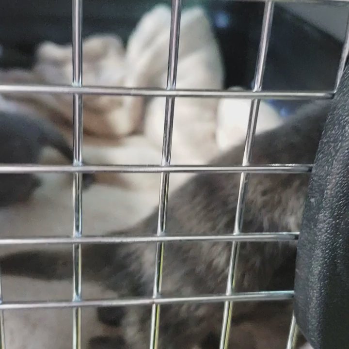 INDYHUMANE - Updated October 2025 - 172 Photos & 82 Reviews - 7929 N ...