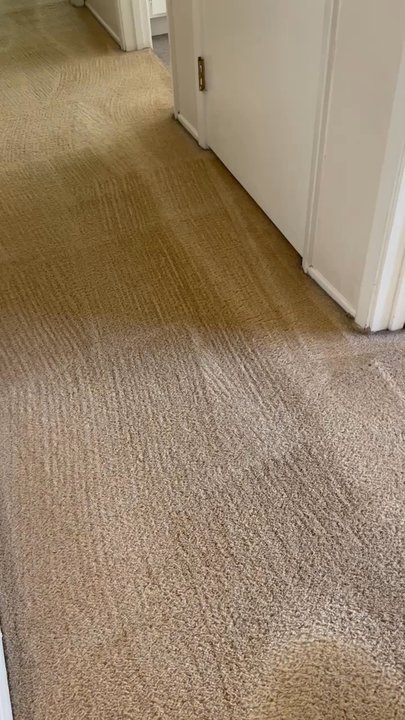 WORLD CLASS CARPET CLEANING - Updated December 2024 - 196 Photos & 477 ...