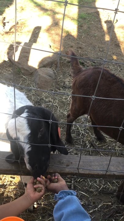 GAVER TREE FARM & PUMPKIN PATCH - Updated October 2025 - 283 Photos ...