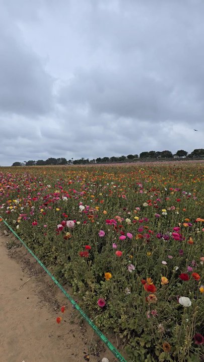THE FLOWER FIELDS - Updated March 2025 - 8148 Photos & 1334 Reviews ...
