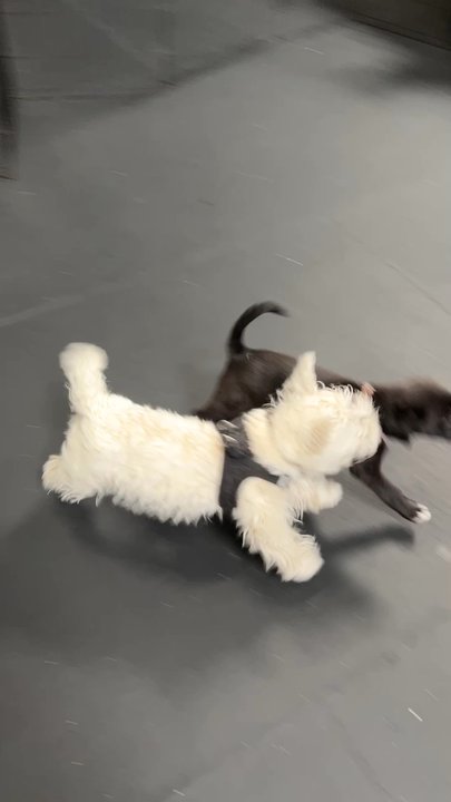 AHIMSA DOG TRAINING - Updated January 2026 - 57 Photos & 212 Reviews ...