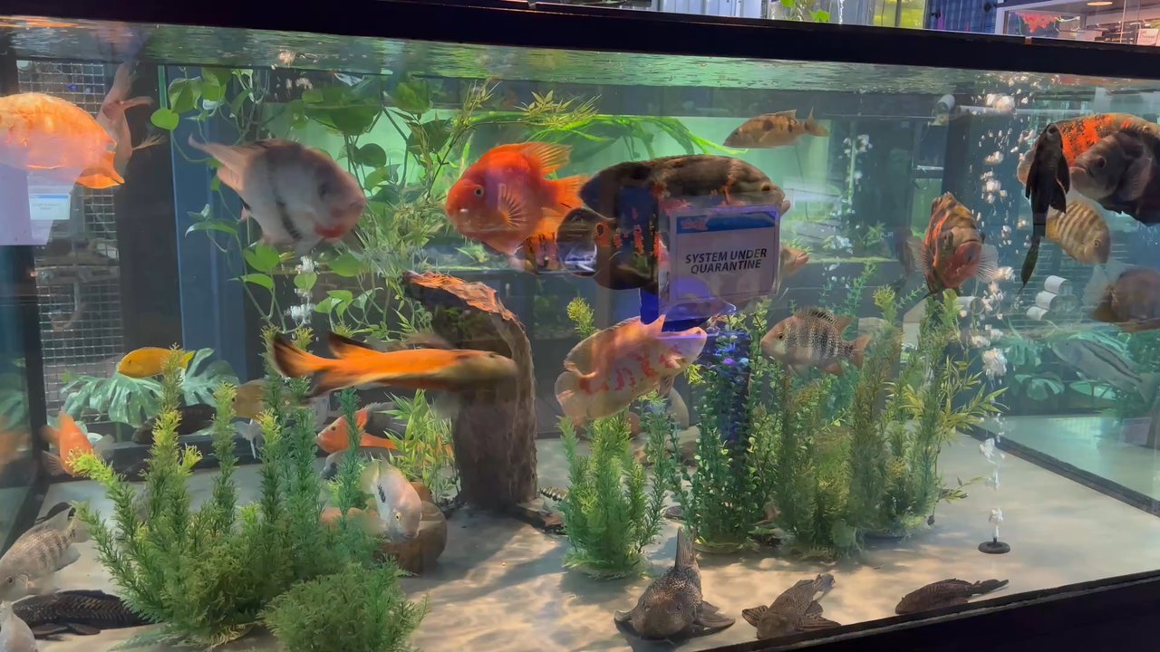 THE REEF AQUARIUM SHOP - Updated December 2025 - 133 Photos & 83 ...