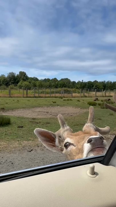 OLYMPIC GAME FARM - Updated May 2026 - 914 Photos & 397 Reviews - 1423 ...