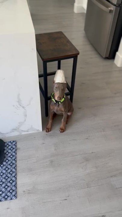 MICHAEL BUTCHKO, DVM - Updated August 2025 - 214 Photos & 539 Reviews ...