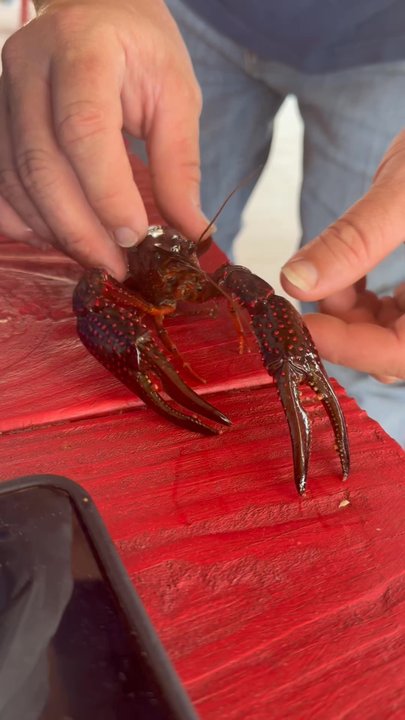 SWAMP DONKEYS CRAWFISH AND SEAFOOD - Updated March 2025 - 117 Photos ...