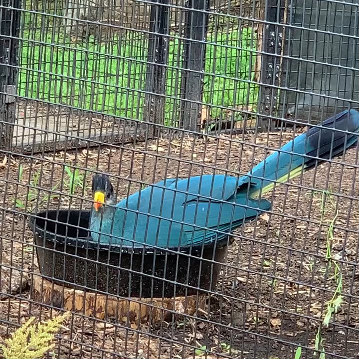 ESSEX COUNTY TURTLE BACK ZOO - Updated November 2025 - 1644 Photos ...