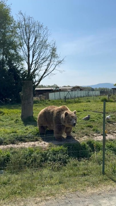 OLYMPIC GAME FARM - Updated August 2025 - 874 Photos & 385 Reviews ...