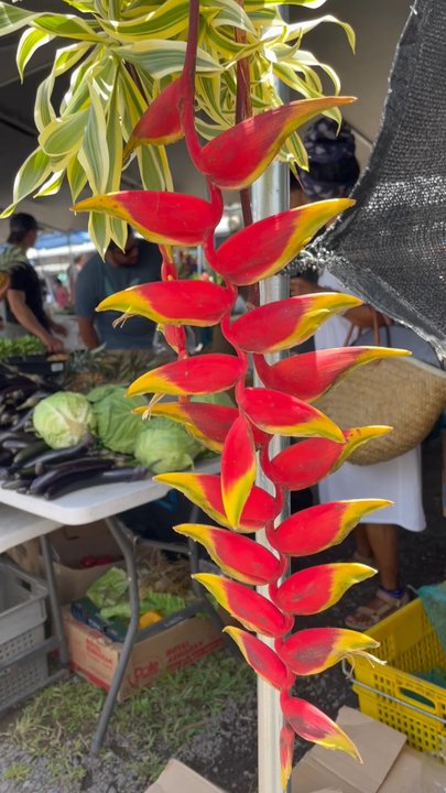 MAKU’U FARMER’S MARKET - Updated July 2025 - 297 Photos & 140 Reviews ...