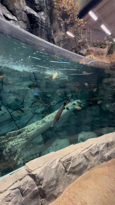 BASS PRO SHOPS - Updated May 2026 - 168 Photos & 60 Reviews - 30 N ...