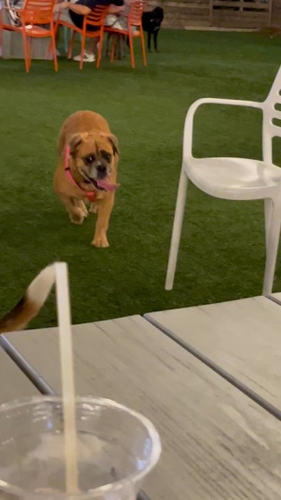 FETCH PARK - Updated May 2025 - 78 Photos & 18 Reviews - 309 Buckhead ...