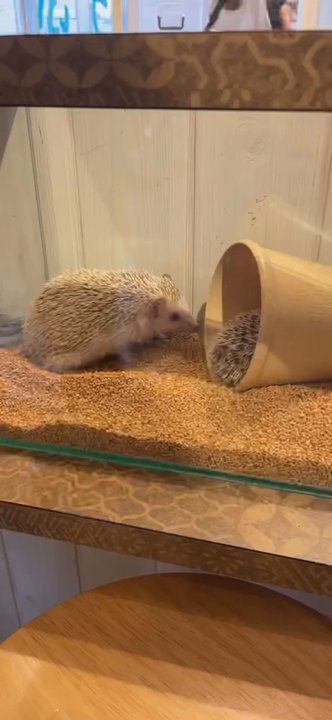 HEDGEHOG CAFE HARRY HARAJUKU - Updated May 2026 - 514 Photos & 80 ...
