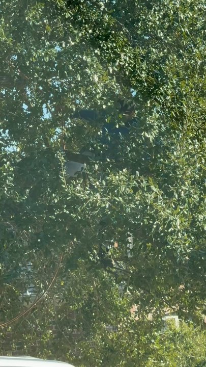 JJ GARCIA PROFESSIONAL TREE SERVICE - Updated May 2026 - 204 Photos ...