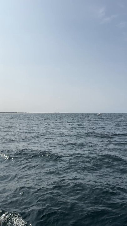 DOLPHIN FLEET - Updated December 2025 - 228 Photos & 153 Reviews - 307 ...