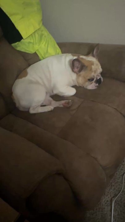 Independence Animal Hospital - Updated June 2026 - 31 Photos & 61 ...