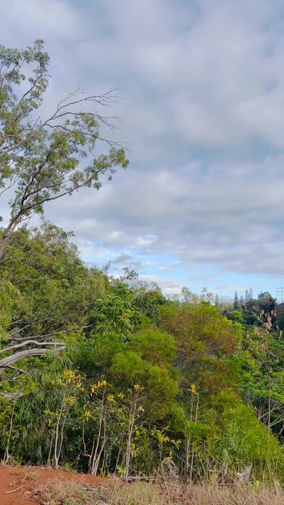 AIEA LOOP TRAIL - Updated December 2025 - 1457 Photos & 320 Reviews ...