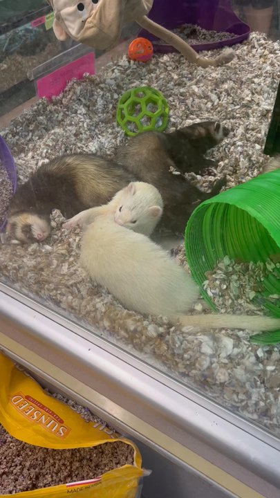 PREUSS PETS - Updated December 2025 - 97 Photos & 93 Reviews - 1127 N ...