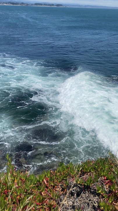 LIGHTHOUSE FIELD STATE BEACH - Updated January 2026 - 533 Photos & 127 ...