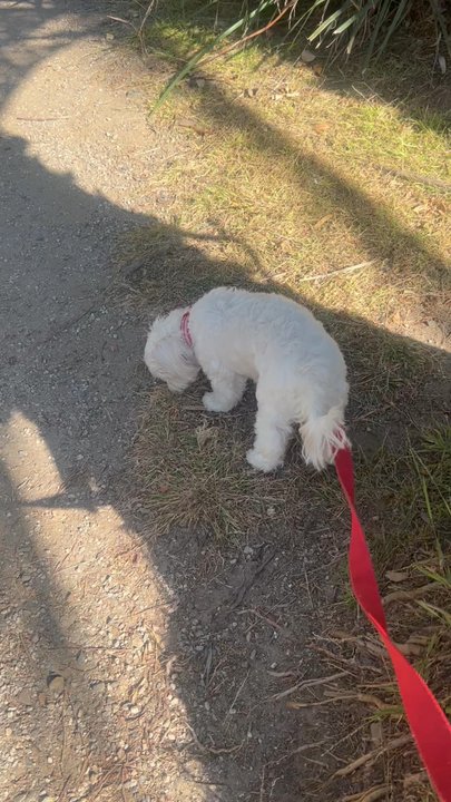 BRANDON FOUCHE - DOG AGGRESSION EXPERT - Updated December 2025 - 90 ...