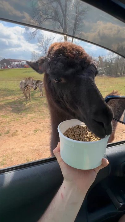ATLANTA SAFARI PARK - Updated June 2026 - 76 Photos & 13 Reviews - 6210 ...